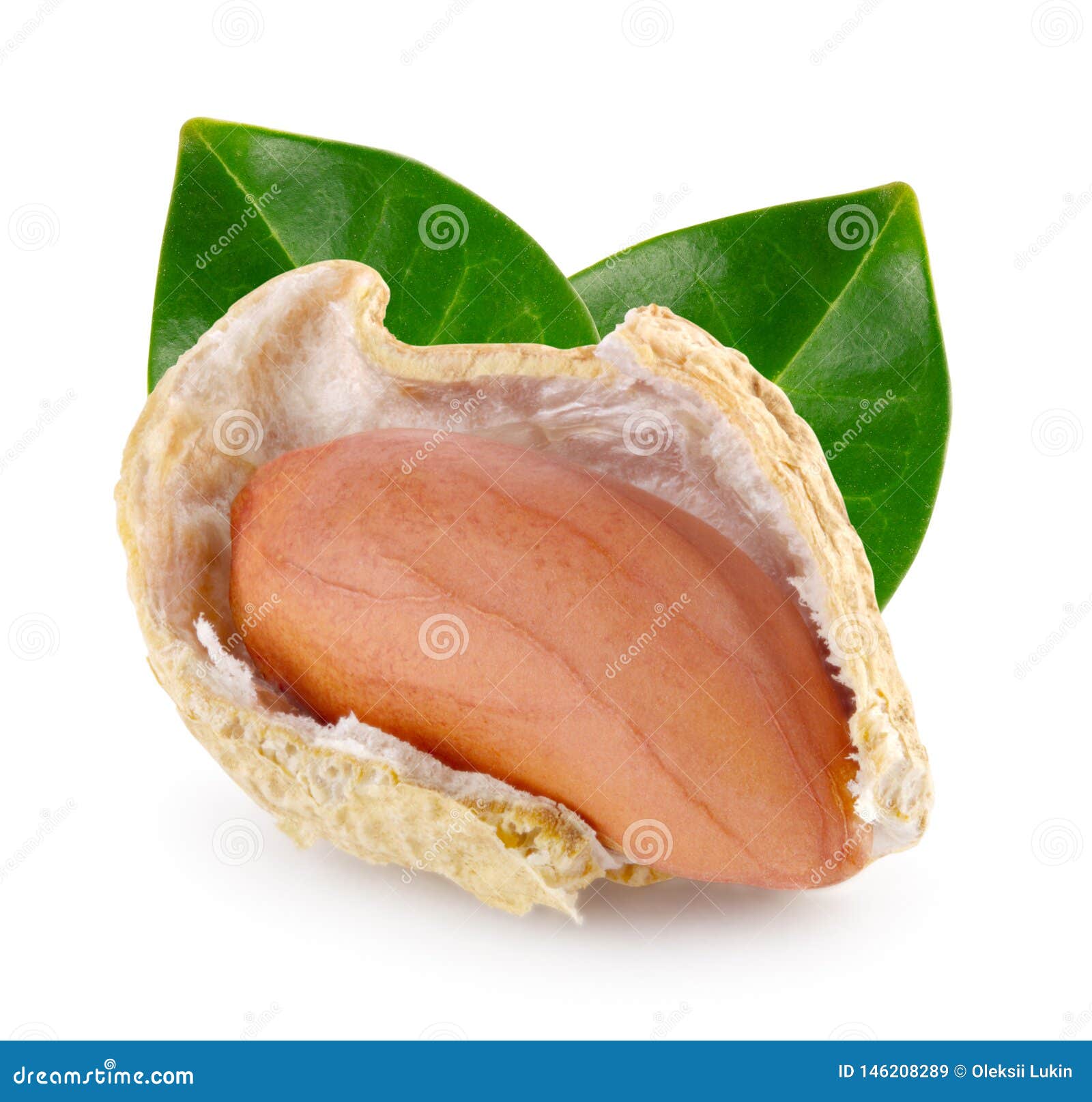 Open Peanut Pod with Nut and Green Leaves Stock Image - Image of ...