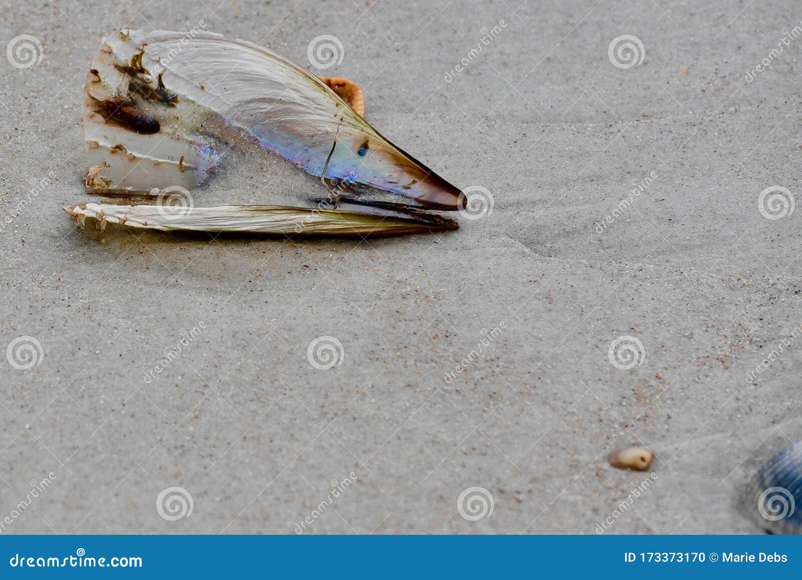 Pen Shell Saltwater on the Beach Stock Photo - Image of pinna, open ...
