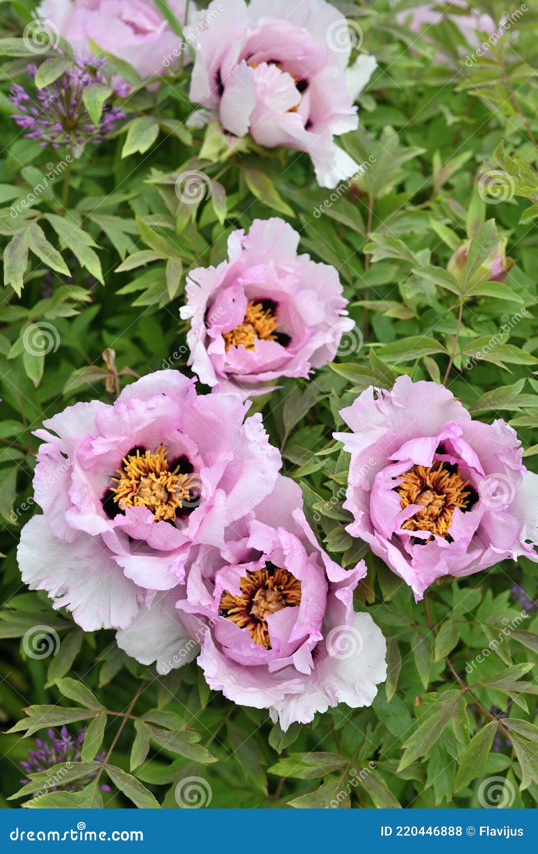 Open Peony Buds. Pink Peonies in the Garden Stock Photo - Image of ...