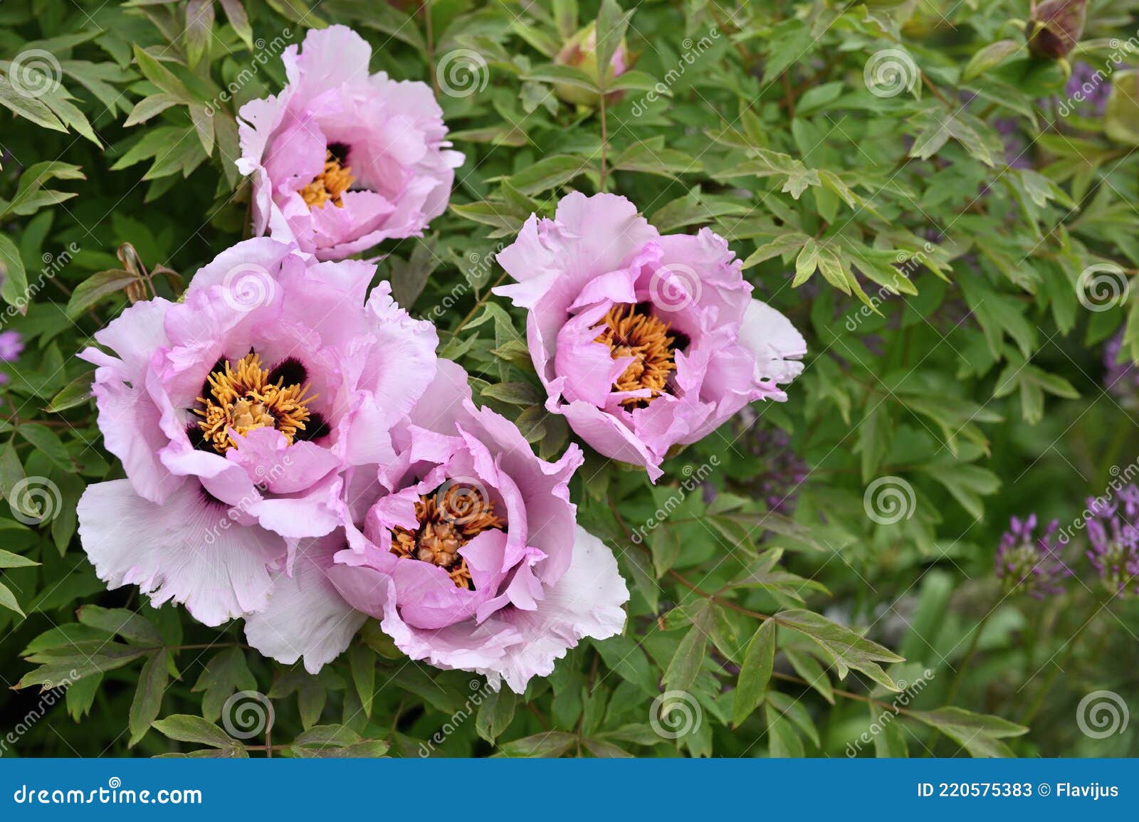 Open Peony Buds. Pink Peonies in the Garden Stock Image - Image of ...