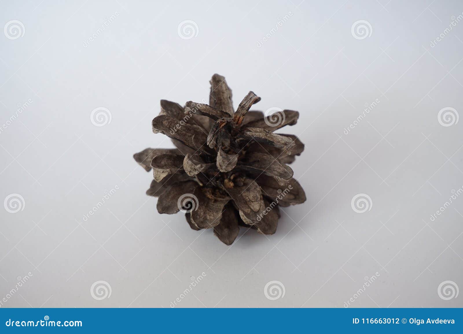 Open pine cone macro stock photo. Image of beautiful - 116663012