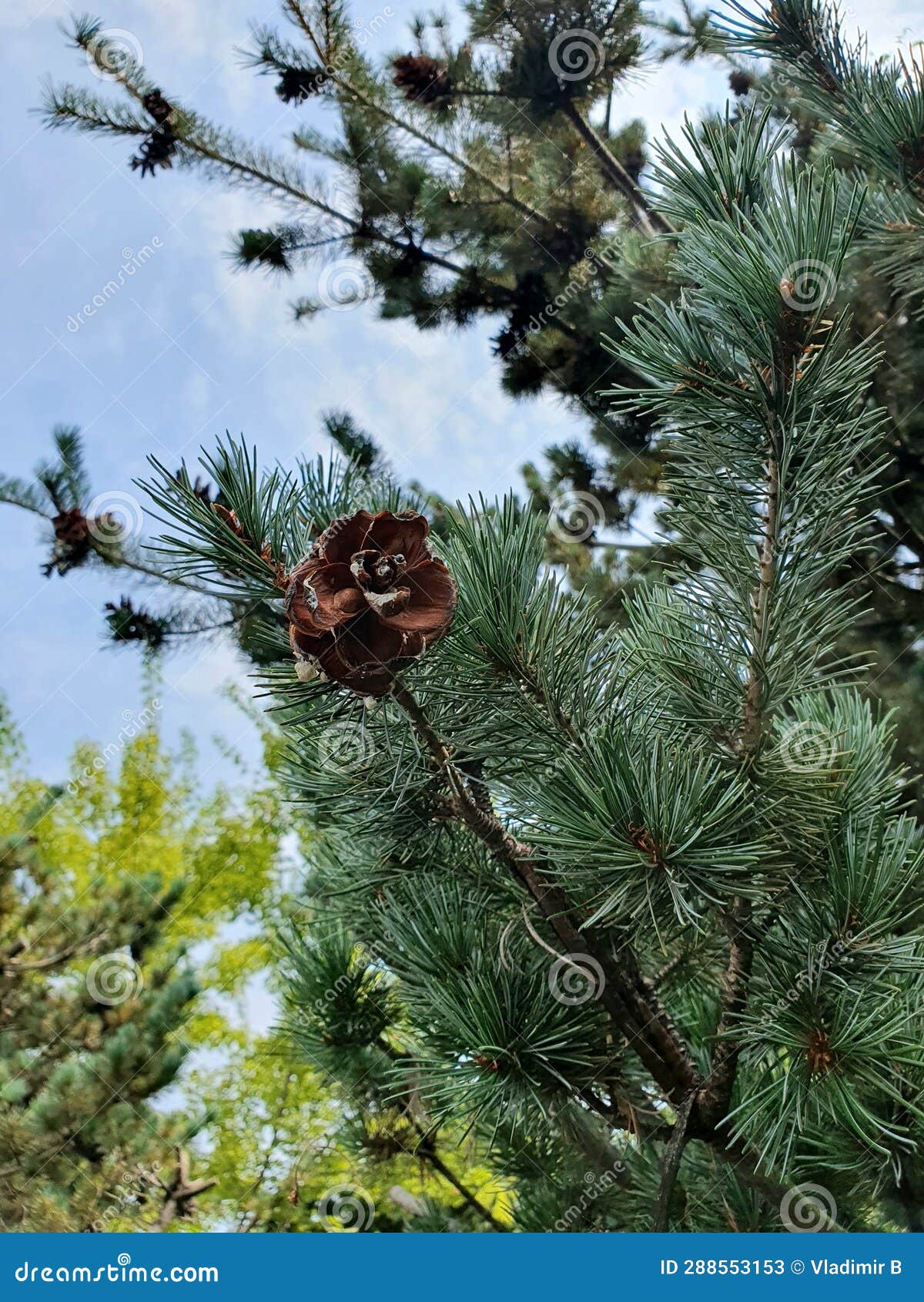 An open pine cone stock image. Image of flower, shrub - 288553153