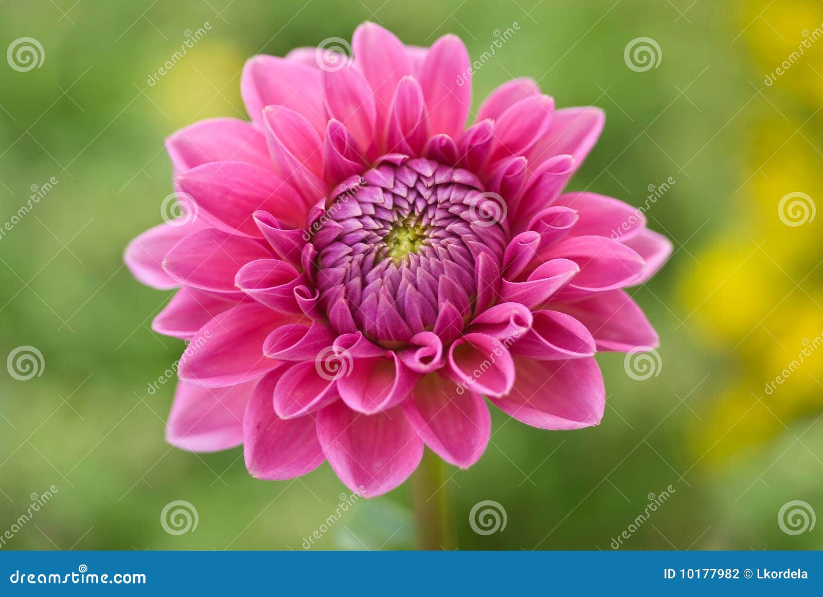 Open pink flower stock photo. Image of garden, closeup - 10177982