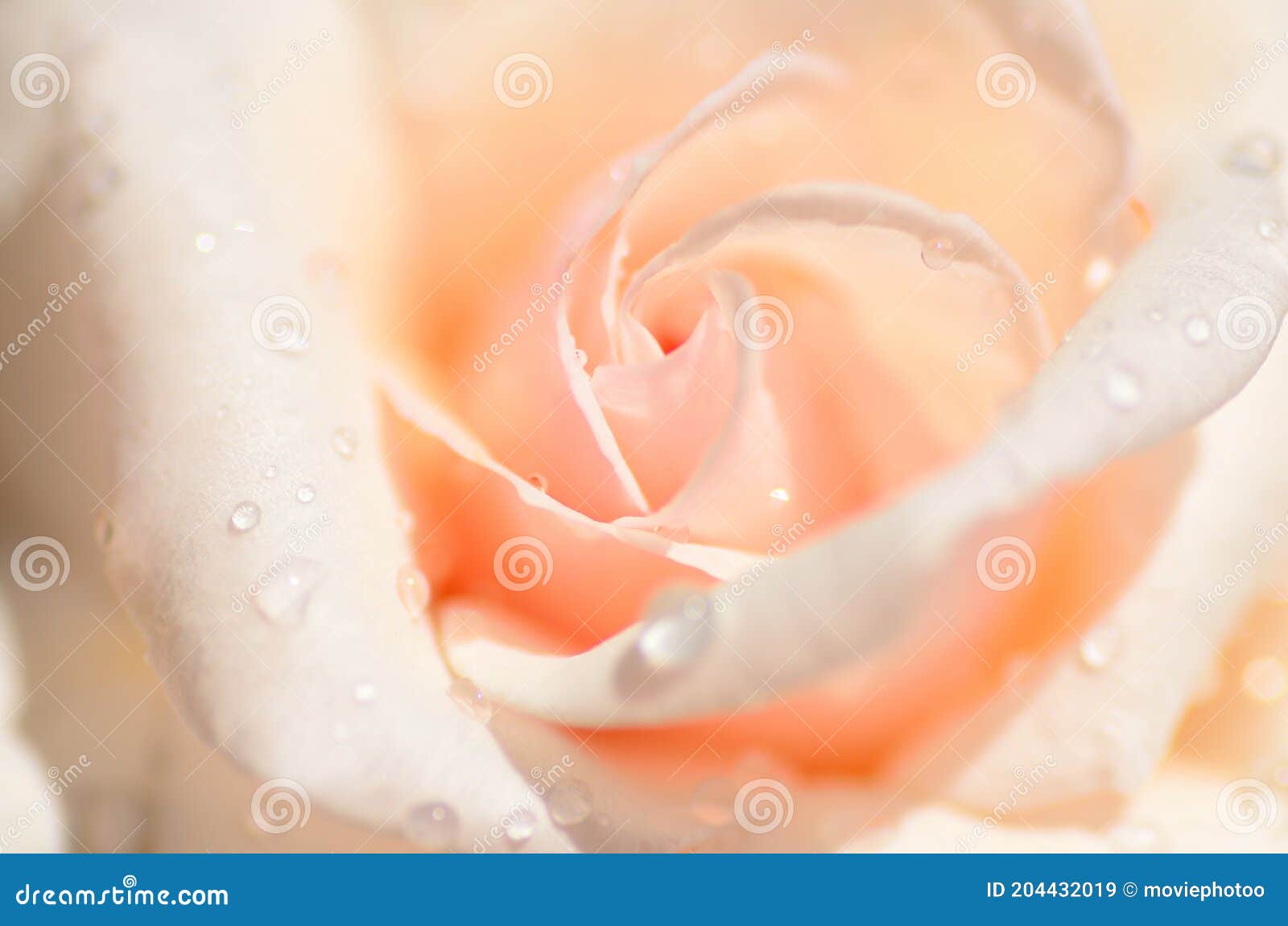 Open Pink Rose Bud with Water Drops Stock Image - Image of color, bush ...