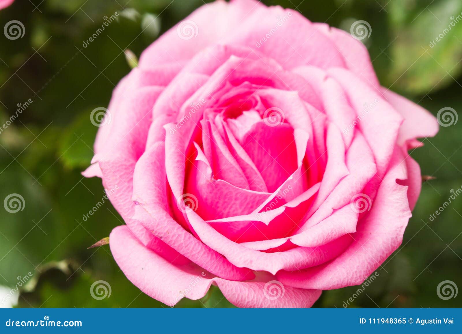 An open pink rose stock image. Image of bouquet, nature - 111948365