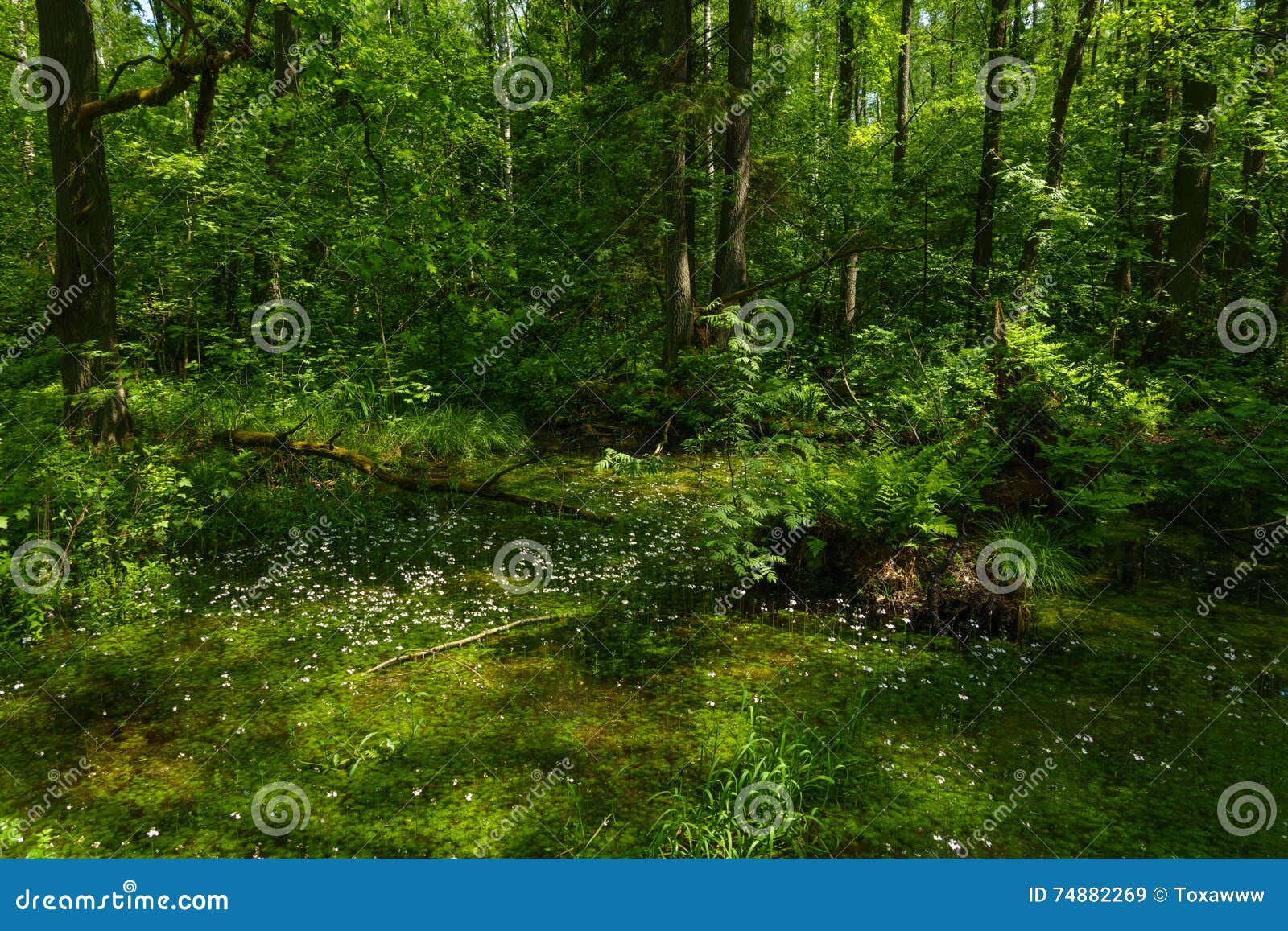 Open Plek in Het Groene Bos Stock Afbeelding - Image of gebladerte ...