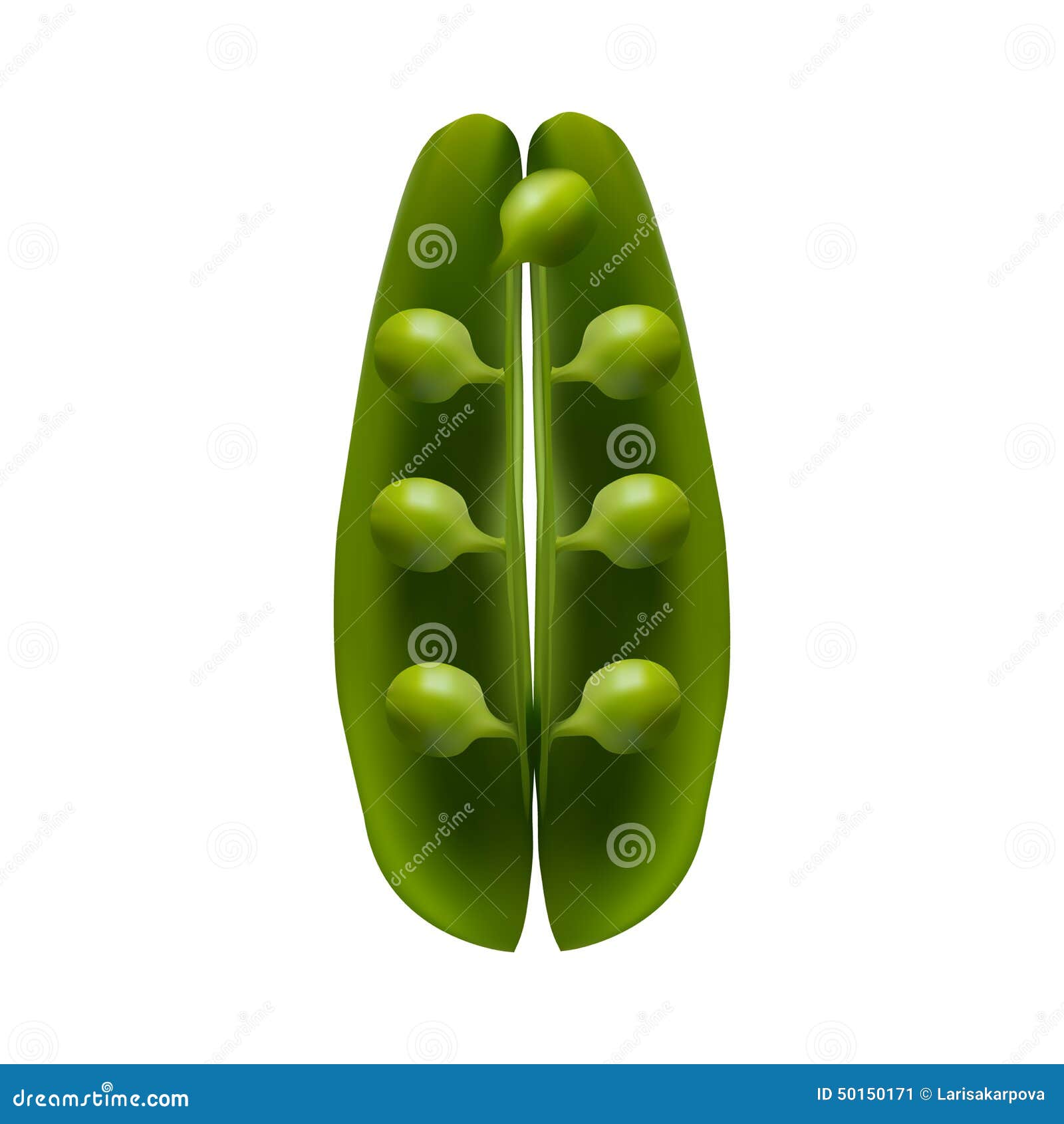 Open Pod with Large Peas Isolated Stock Illustration - Illustration of ...
