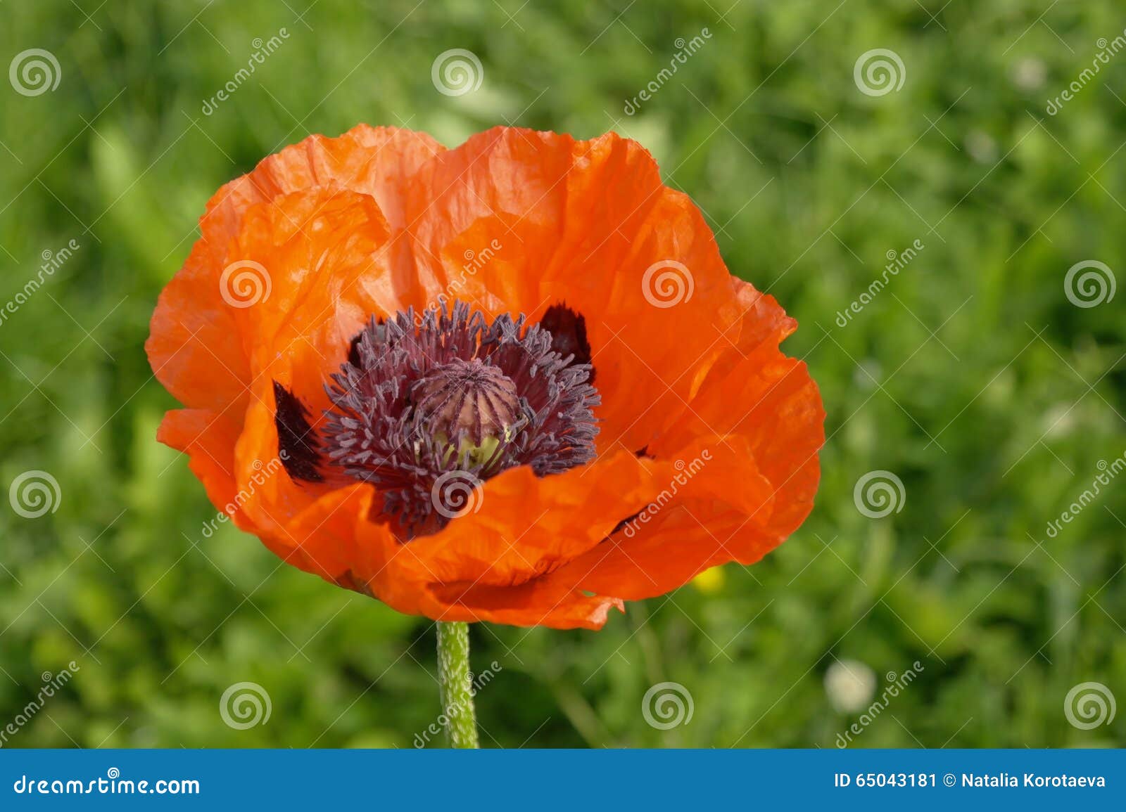 Open a poppy flower stock image. Image of nature, summer - 65043181