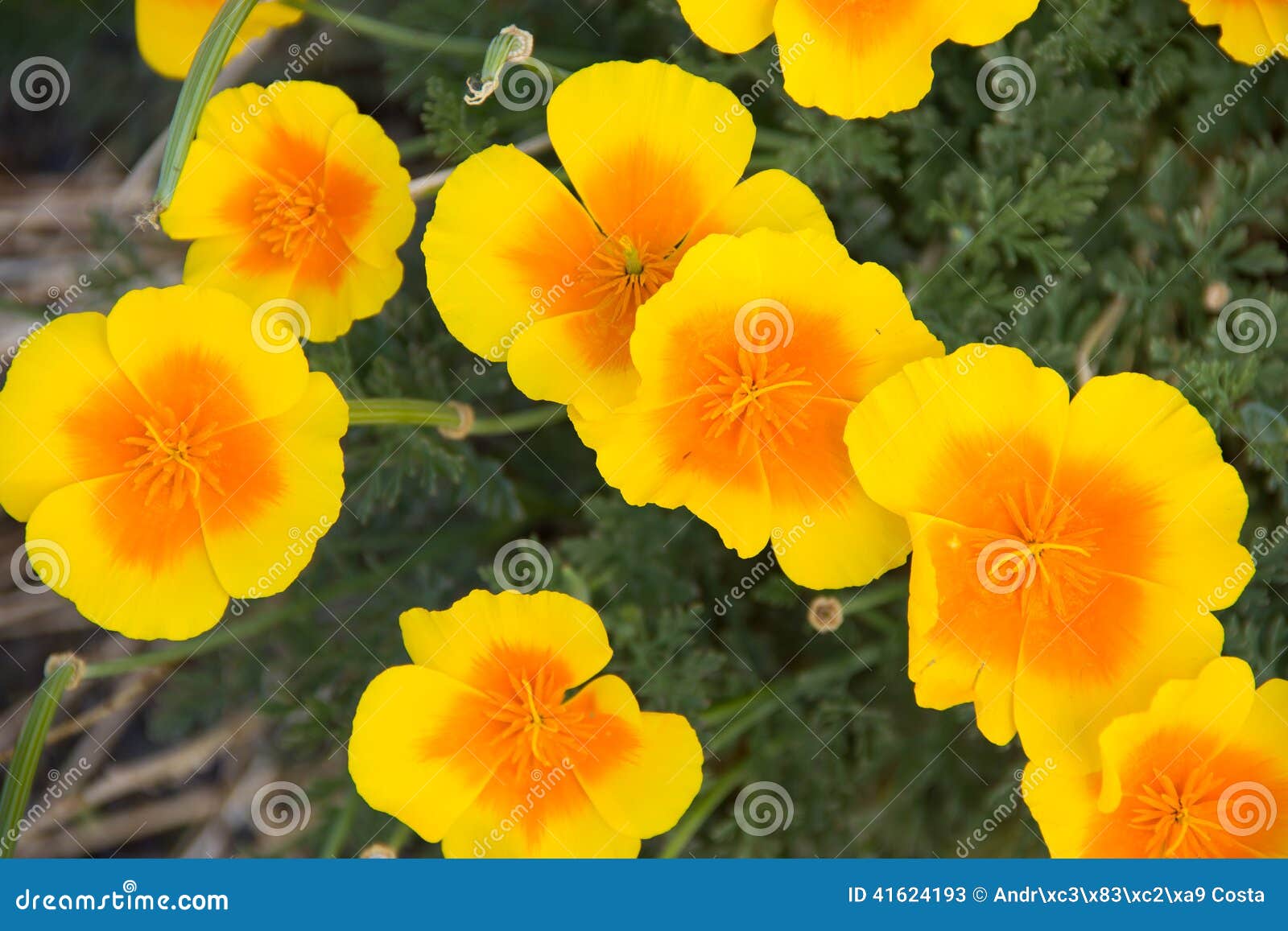 Open Poppy Flowers stock image. Image of plants, orange - 41624193