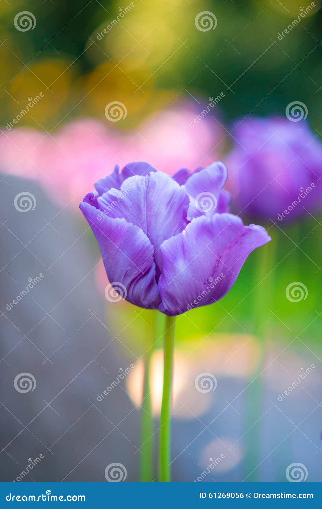 Open purple tulips stock photo. Image of tulip, greens - 61269056