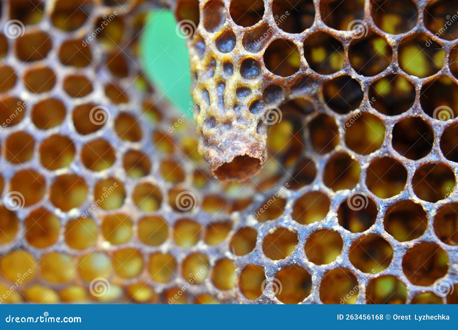 An Open Queen Chamber from Which a Young Queen Bee Has Emerged Stock ...
