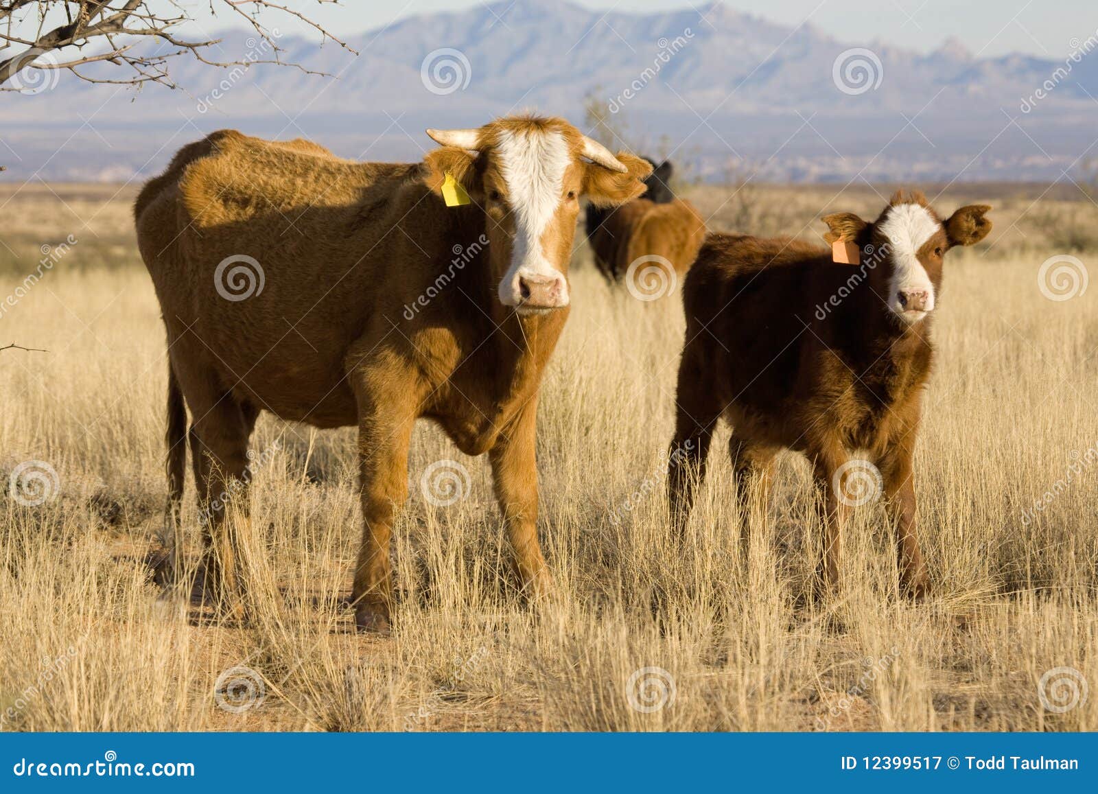 On the Open Range stock image. Image of animals, food - 12399517