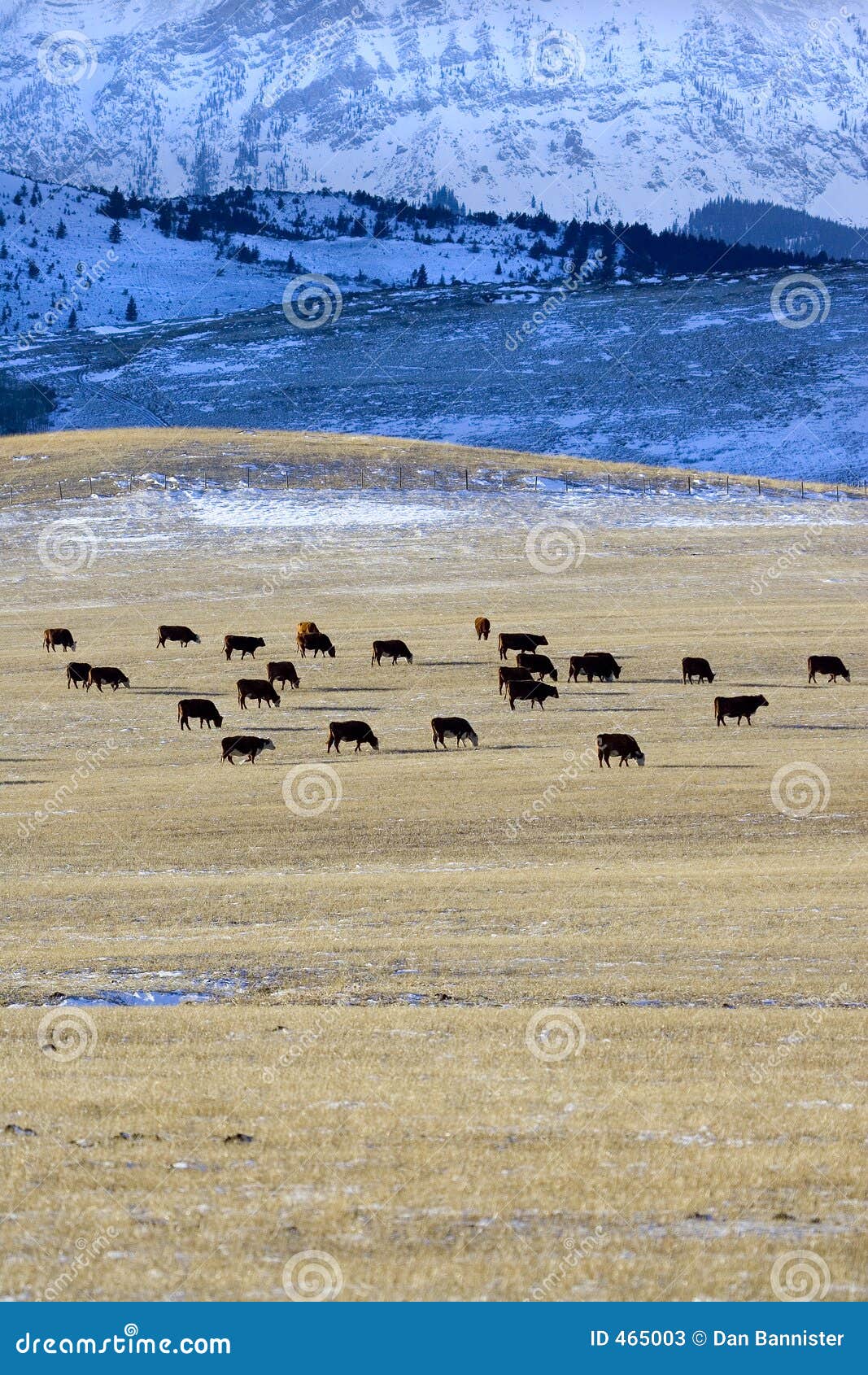 Open Range 2 stock image. Image of mountains, farm, alberta - 465003