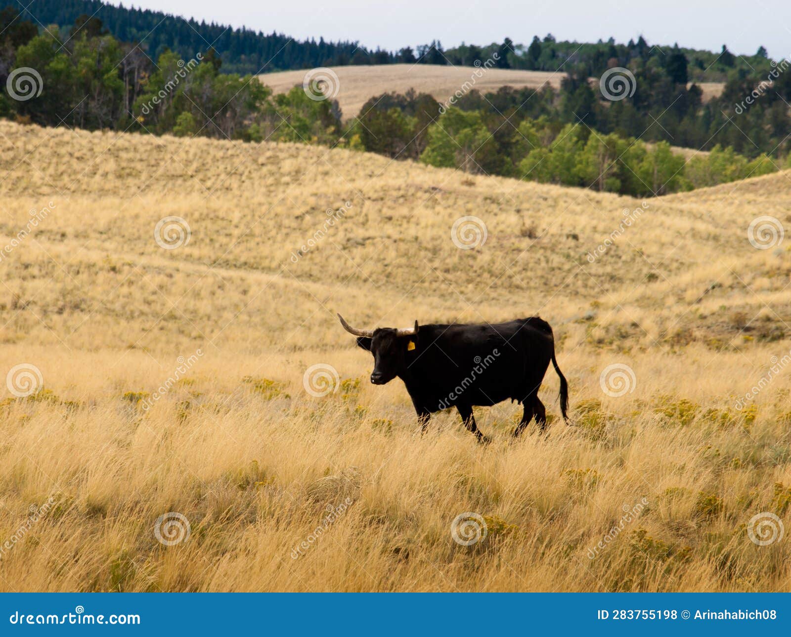 Open range cattle stock photo. Image of colorado, america - 283755198