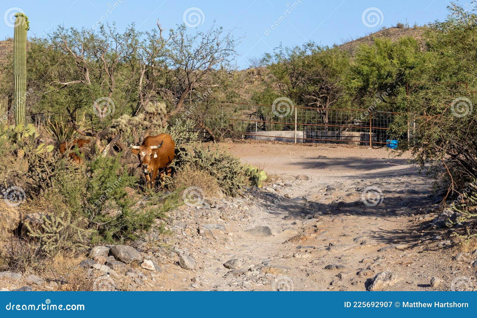 Open Range Cattle by Desert Road Stock Image - Image of arizona ...
