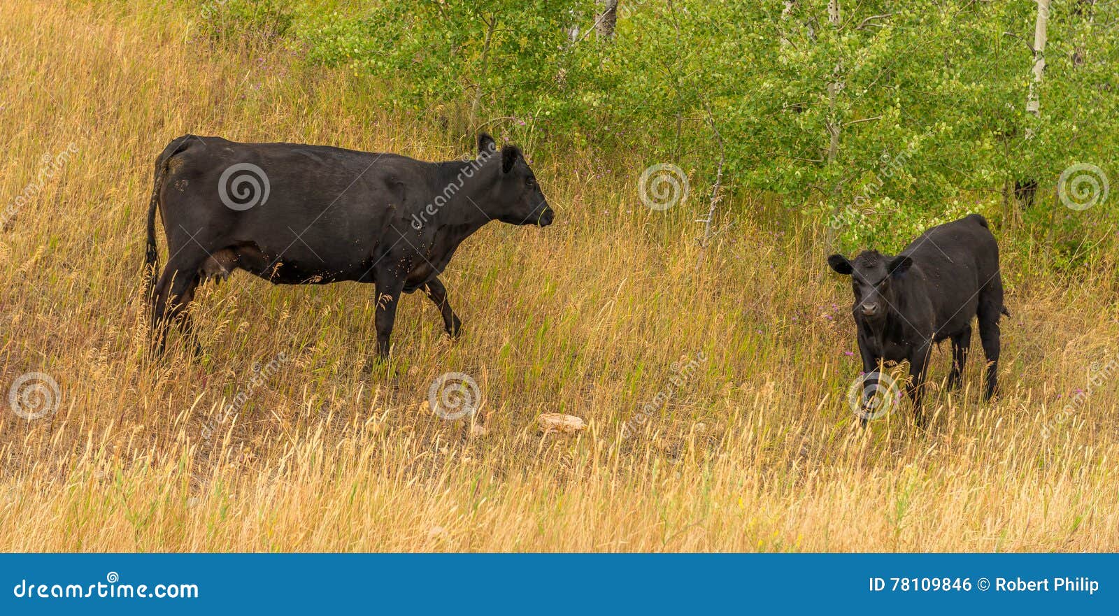 Open Range Cattle Glacier National Park Stock Photo - Image of business ...