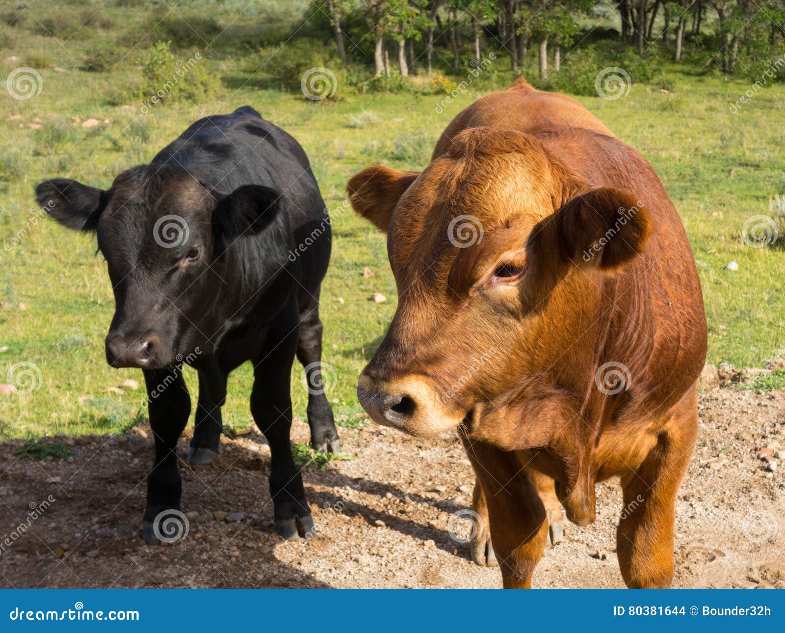 Open range cattle in utah stock photo. Image of summer - 80381644