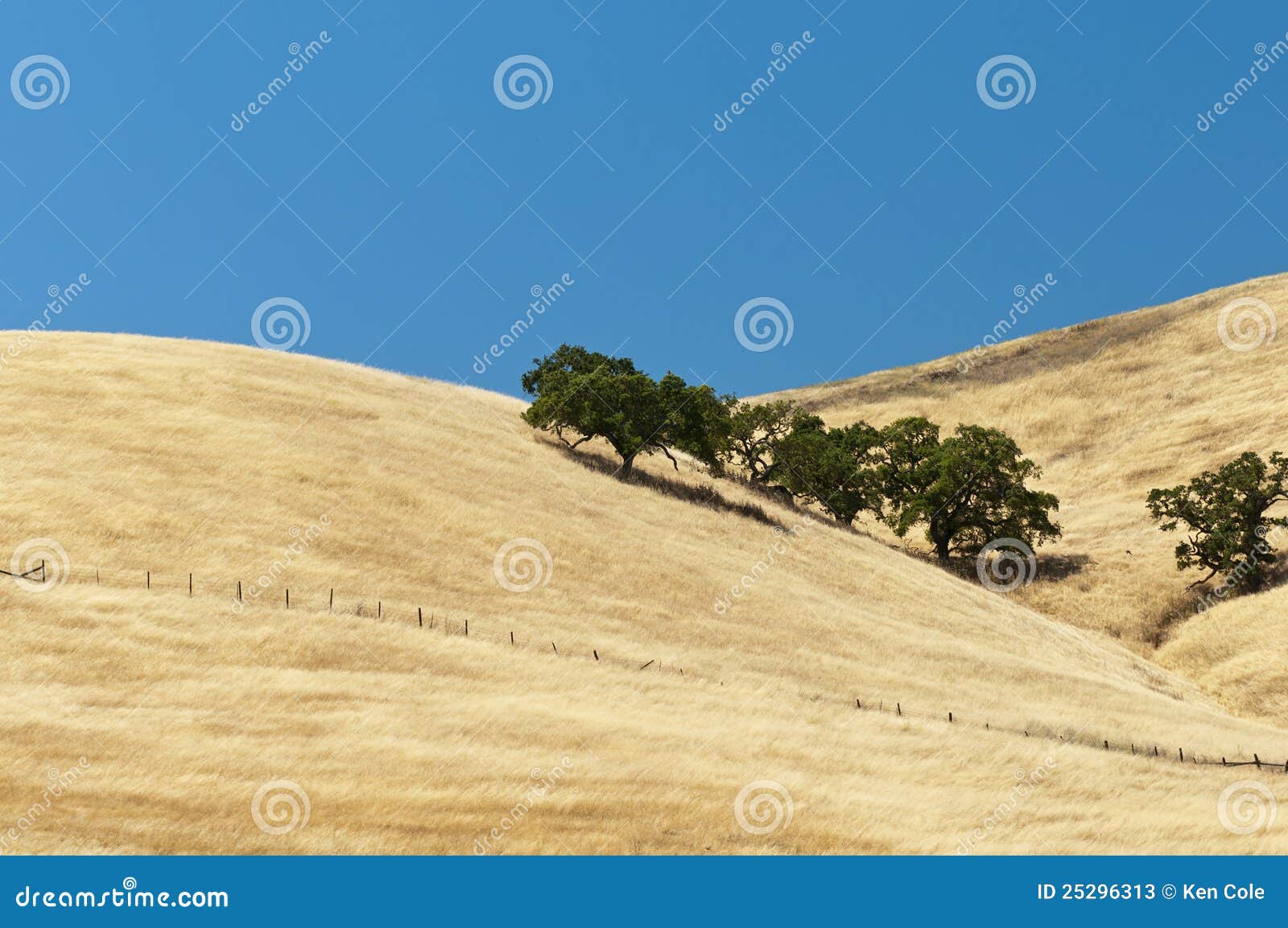 Open range grassy hillside stock image. Image of spacious - 25296313
