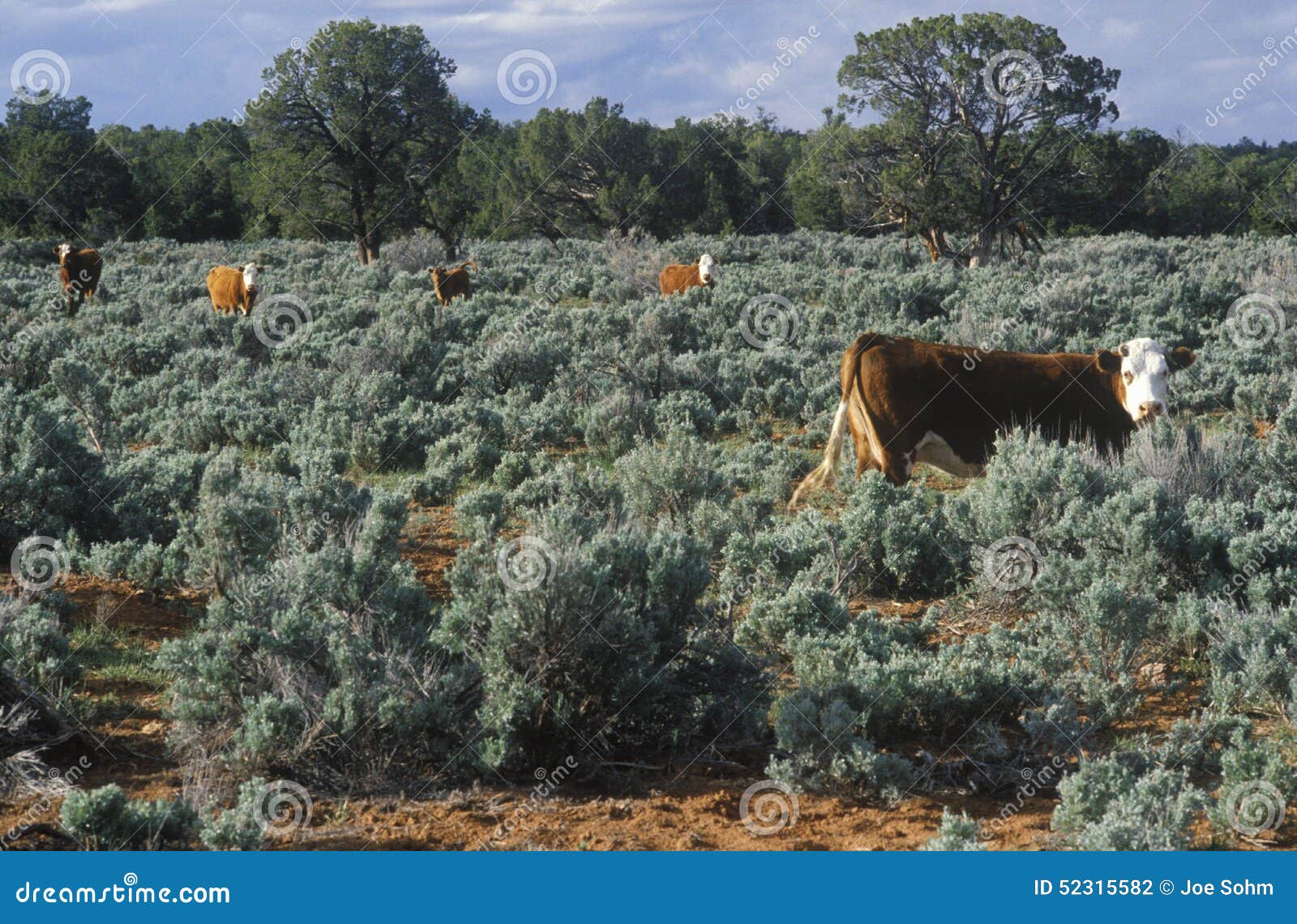 Open Range Grazing Cattle, UT Stock Photo - Image of farming, range ...