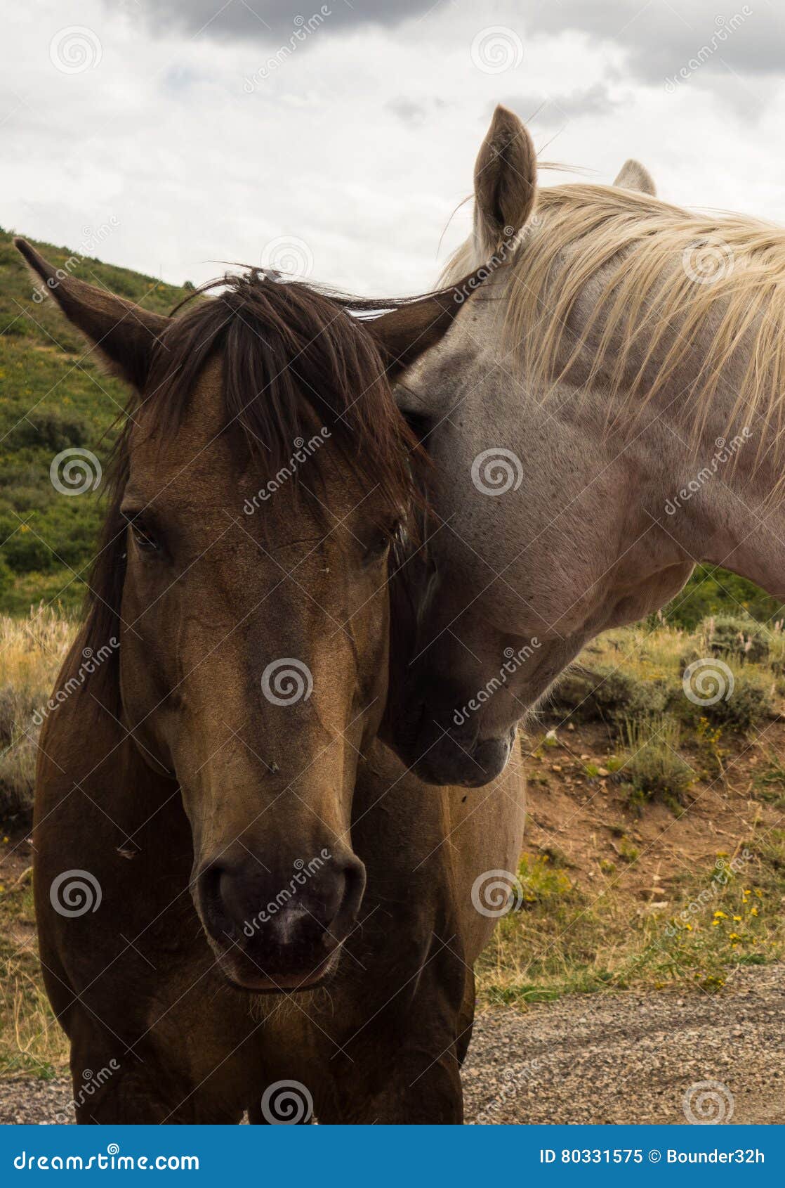 Open Range Horses in the Summertime Stock Image - Image of gentle ...