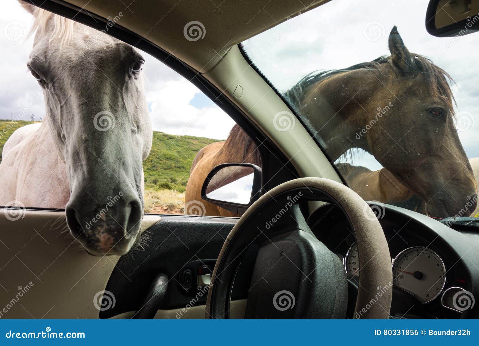 Open Range Horses in the Summertime Stock Photo - Image of noble ...