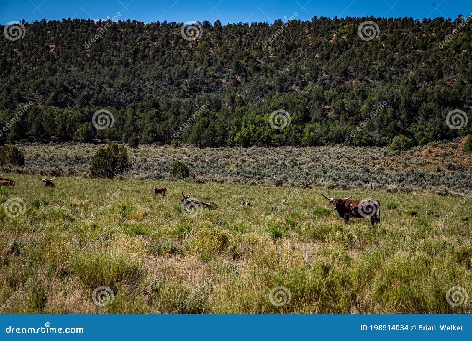 Open Range Longhorn Cattle stock photo. Image of bovine - 198514034