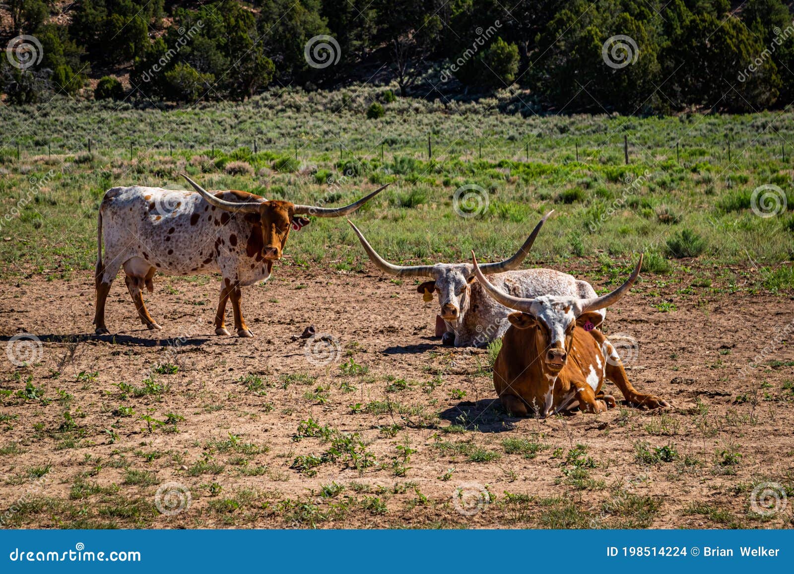 Open Range Longhorn Cattle stock photo. Image of landscape - 198514224