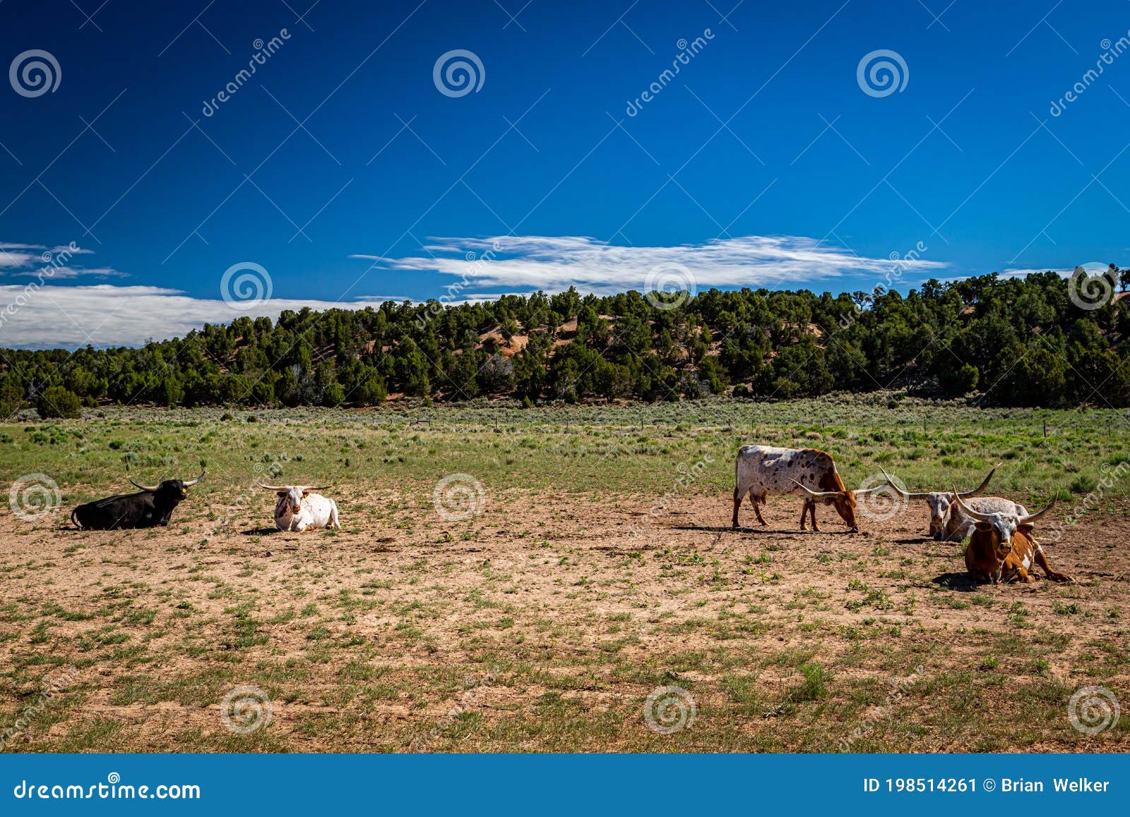 Open Range Longhorn Cattle stock image. Image of mammal - 198514261