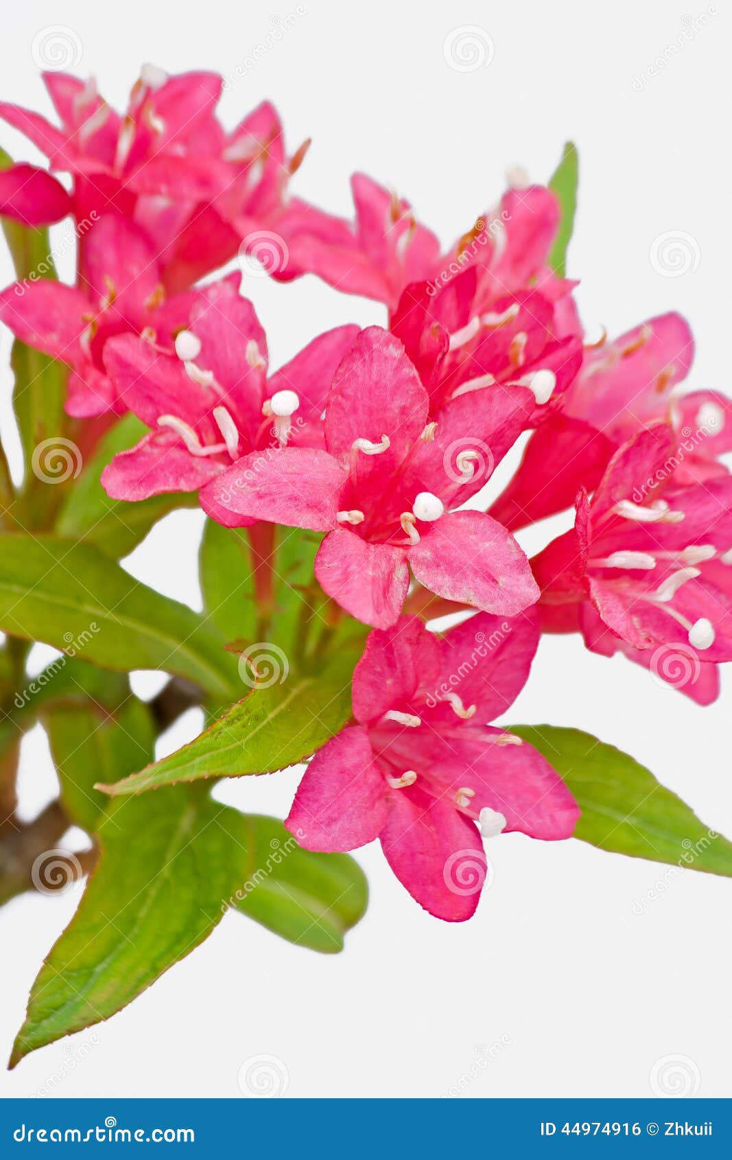 Open red flowers stock photo. Image of isolation, garden - 44974916