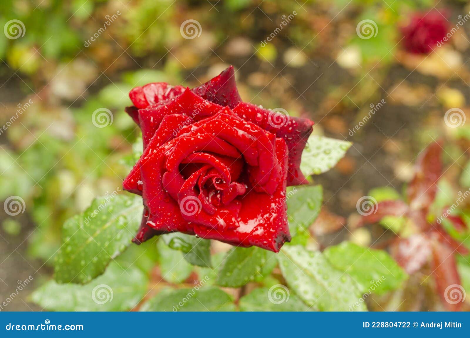 An Open Red Rose Bud in the Garden Stock Photo - Image of plant, garden ...