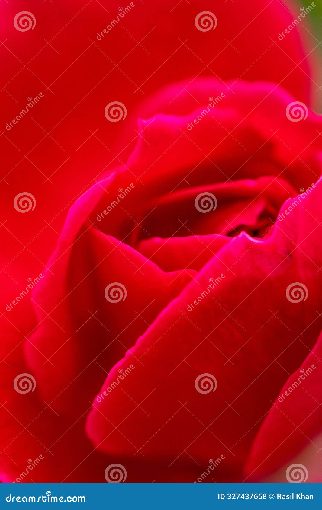 Open Red Rose Extreme Macro Photography Backdrop Stock Photo - Image of ...