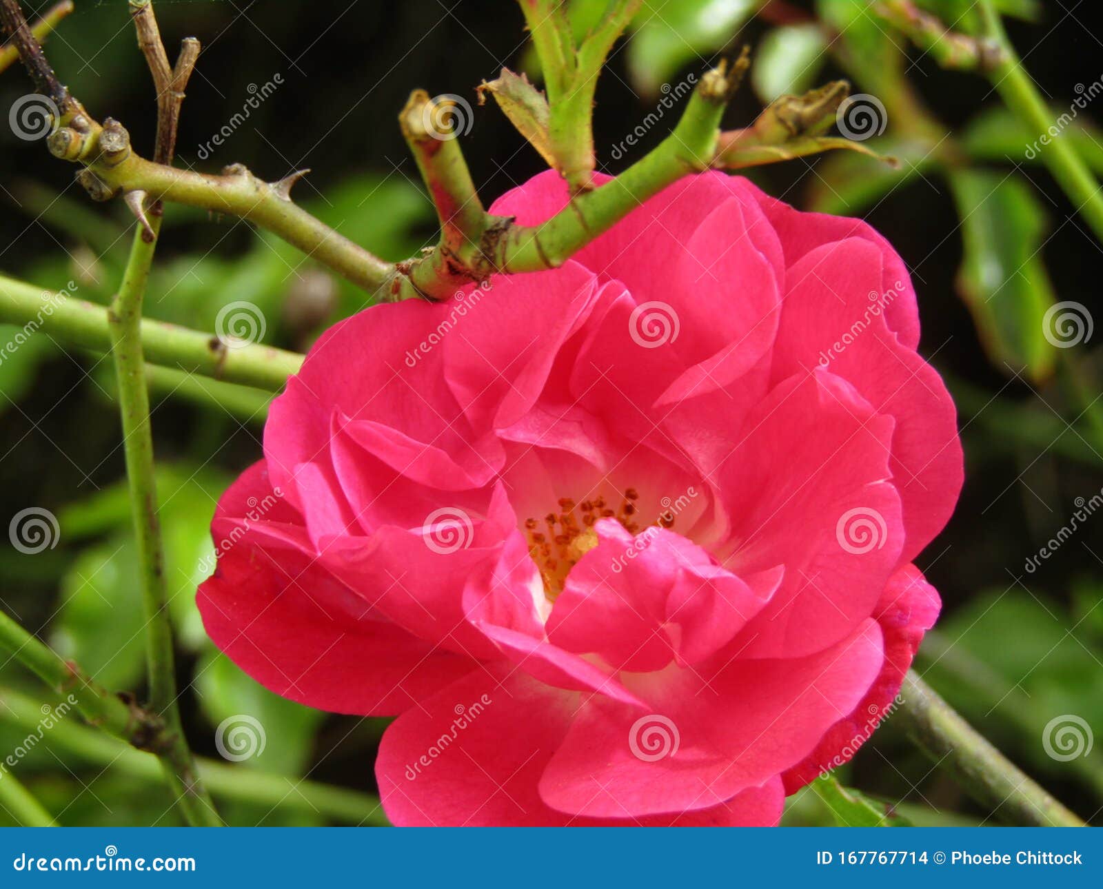 An open red rose stock photo. Image of leaf, pink, rose - 167767714