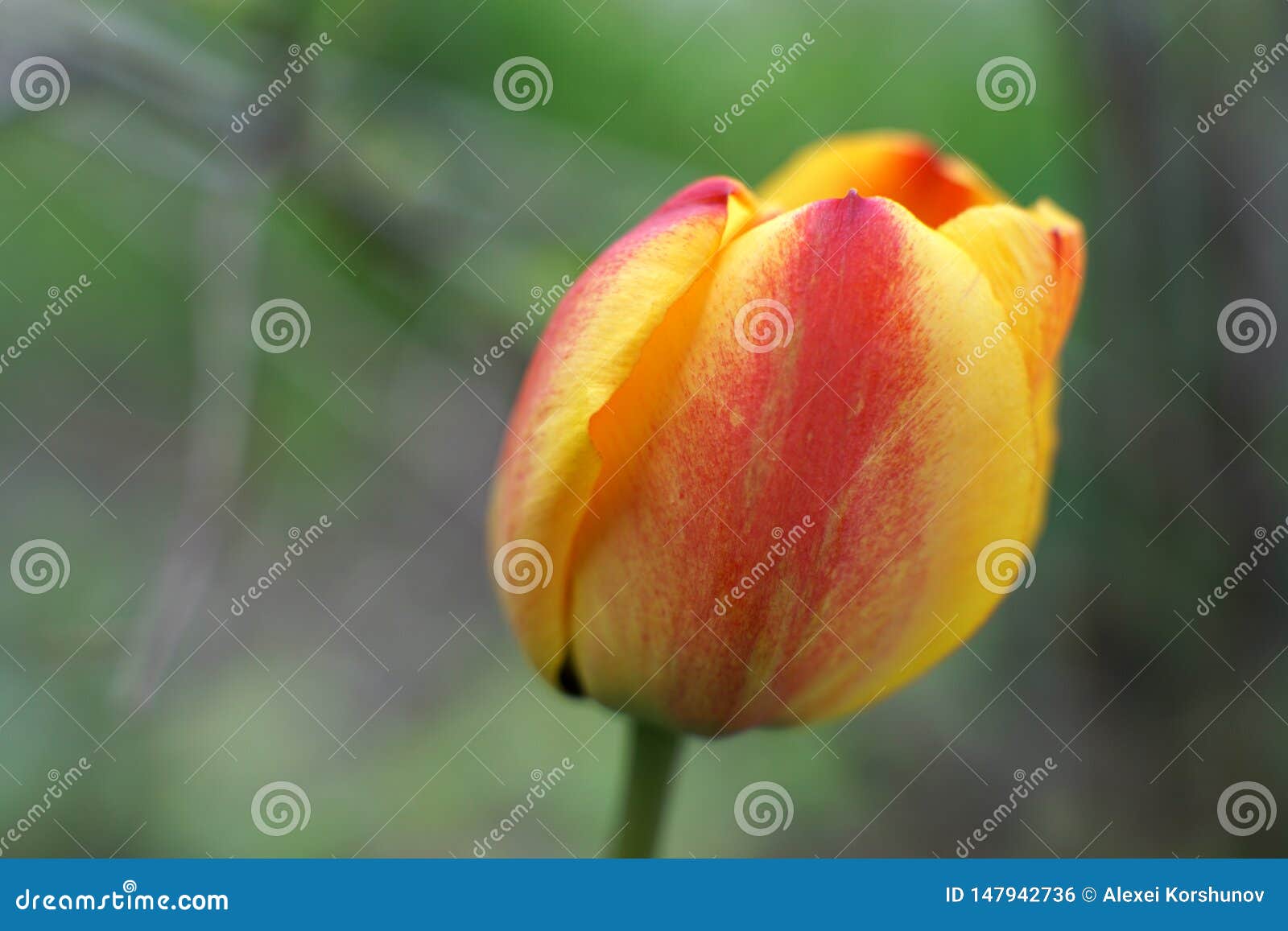 Open Red and Yellow Tulip Close Up Stock Photo - Image of flora, open ...