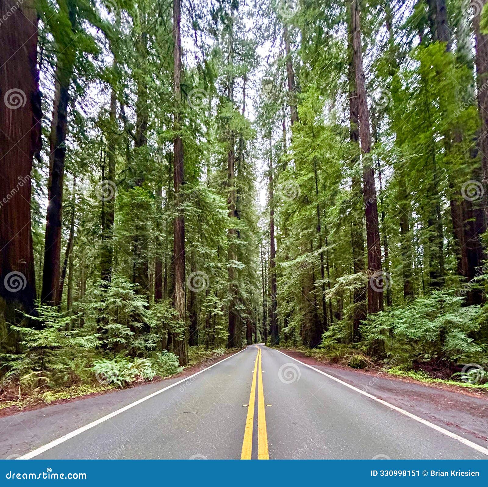 Open Road in a Redwood Forest Stock Image - Image of road, scenic ...