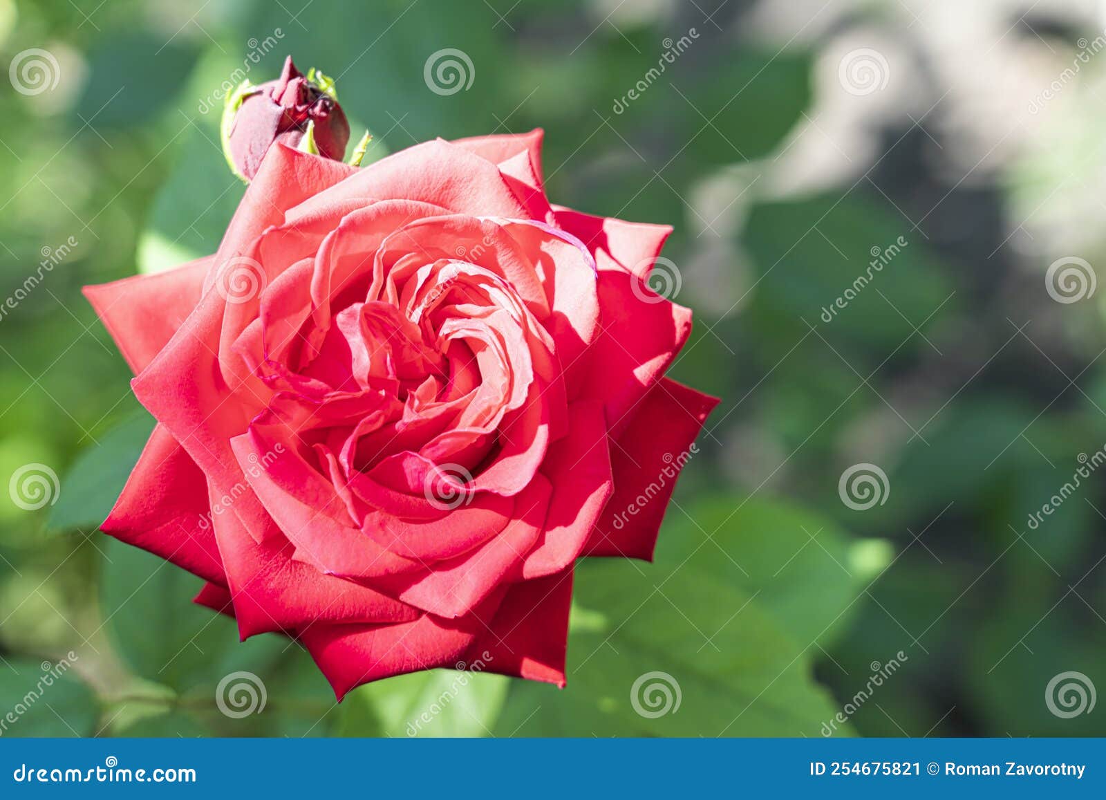 An Open Rosebud on a Green Background Stock Image - Image of plant ...