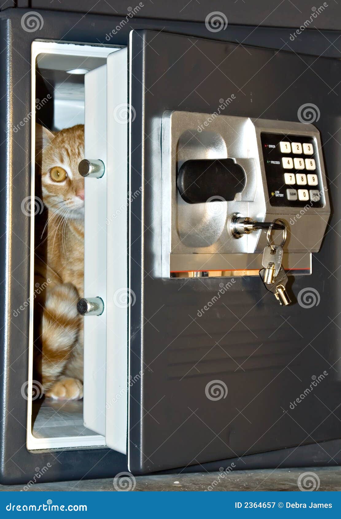 Open Safe Door with Cat Inside Stock Image - Image of orange, safe: 2364657