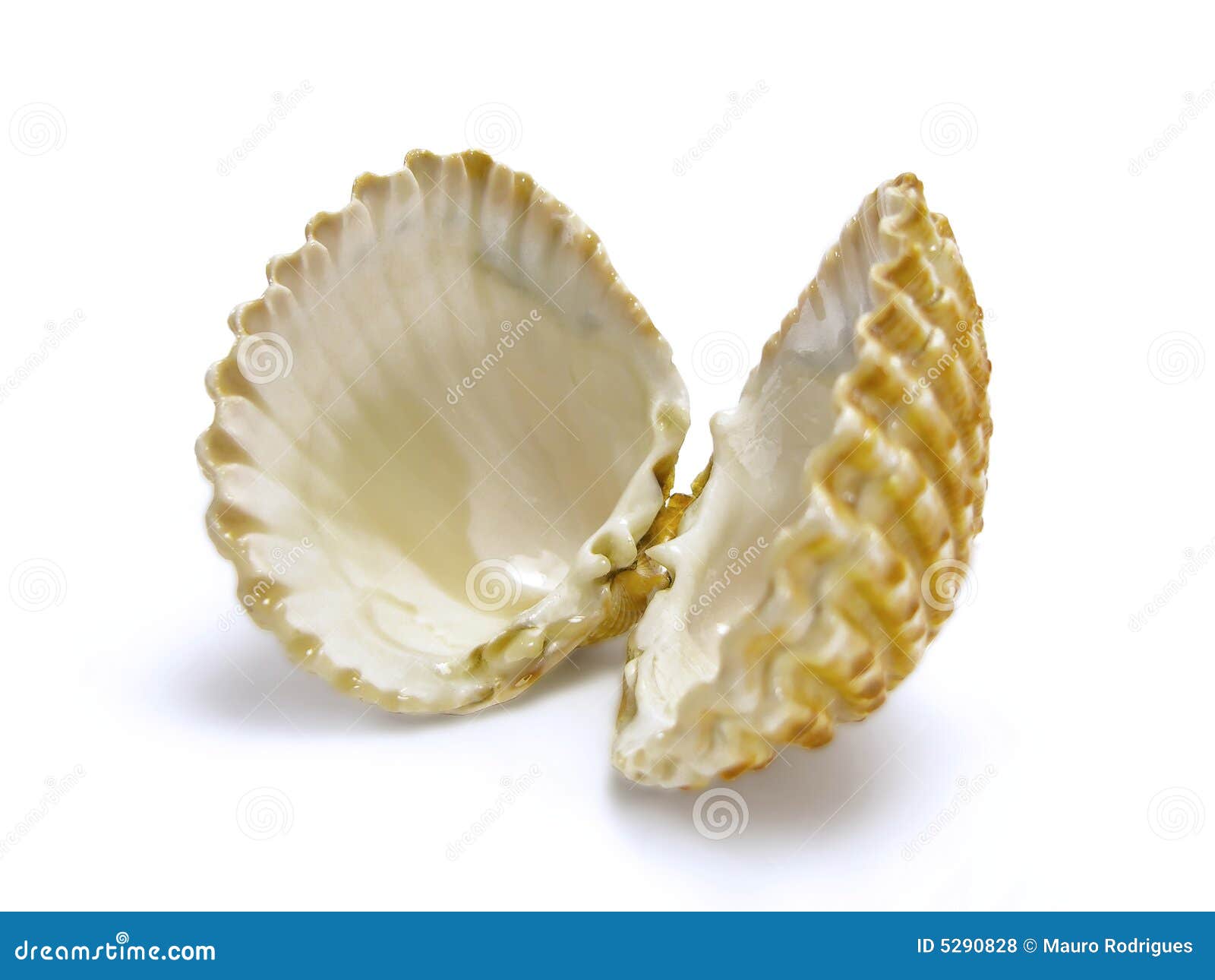 Open Scallop Shell