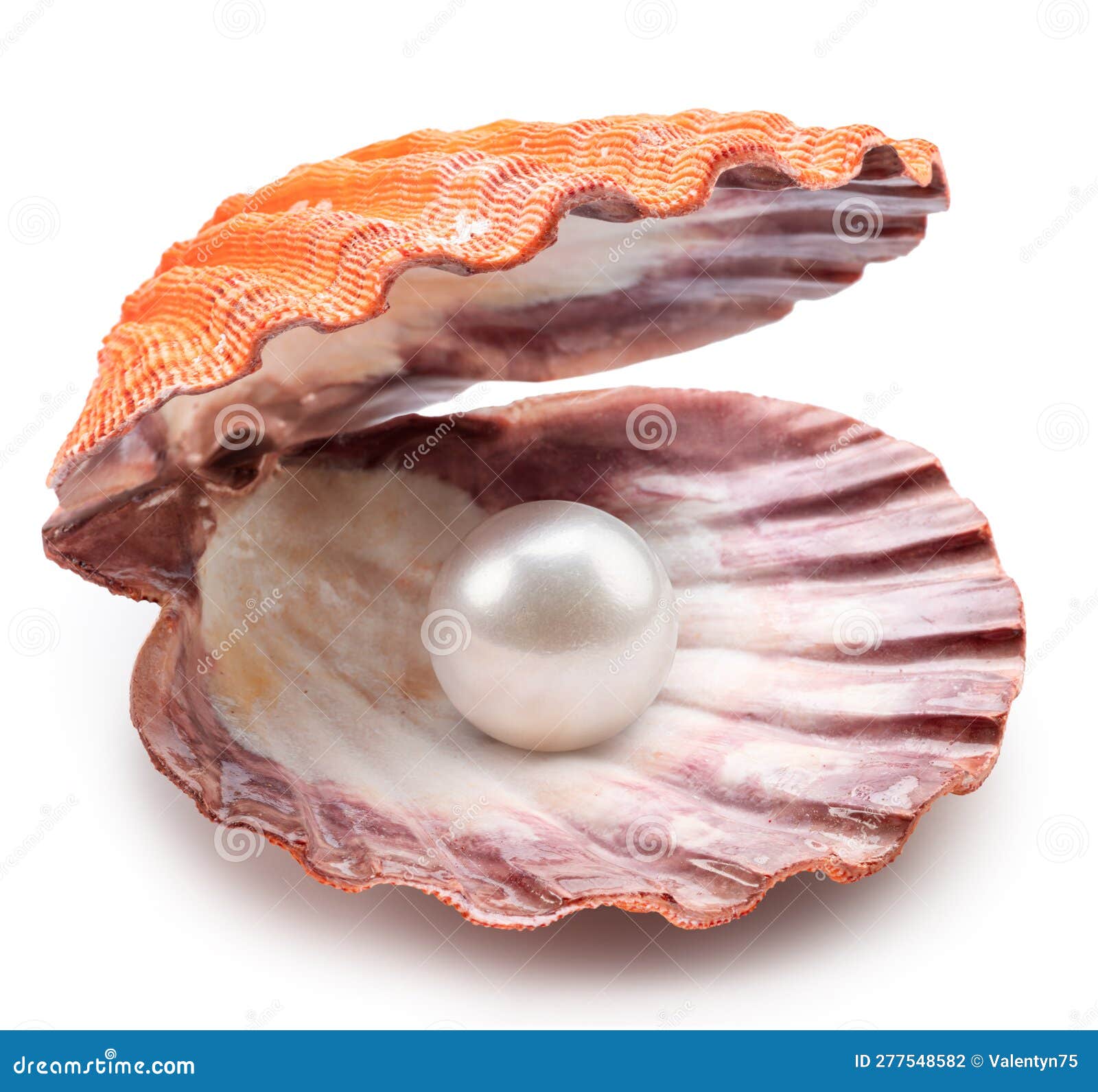 Scallop Shell Inside