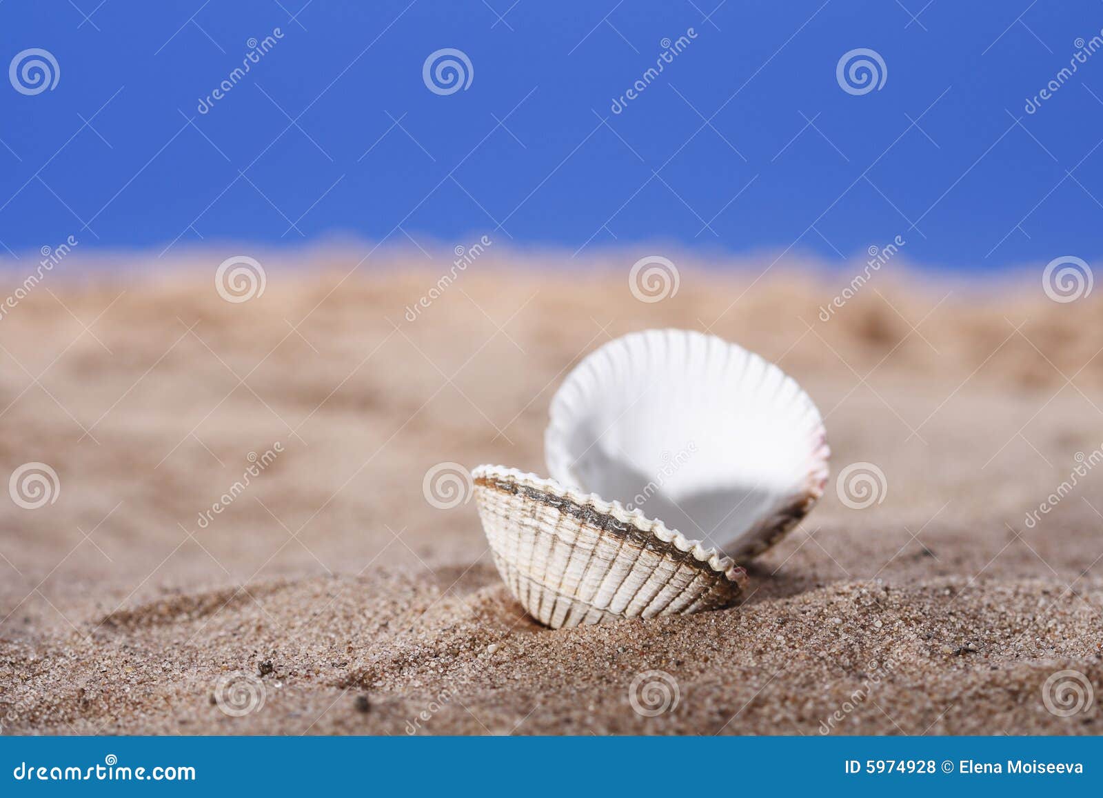 Open Sea Shell on Beach Sand and Blue Sky Stock Photo - Image of space ...