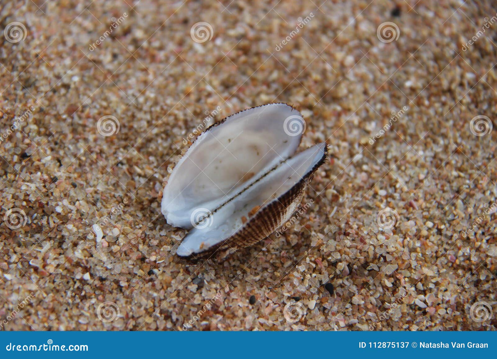 Shell stock image. Image of beach, sand, open, shell - 112875137