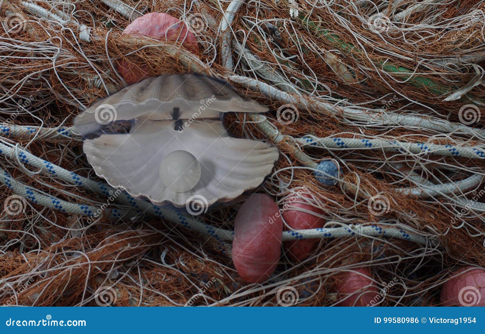 An Open Sea Shell with a Pearl Inside. Stock Photo - Image of fishing ...