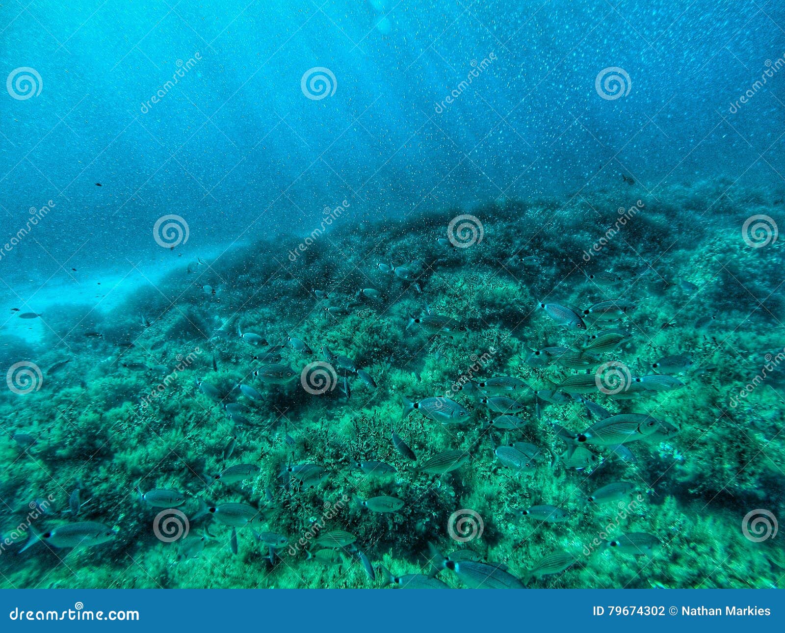 Open seabed stock photo. Image of marine, life, seabed - 79674302