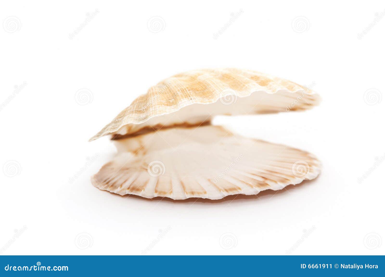 Open Seashell Stock Image - Image: 6661911