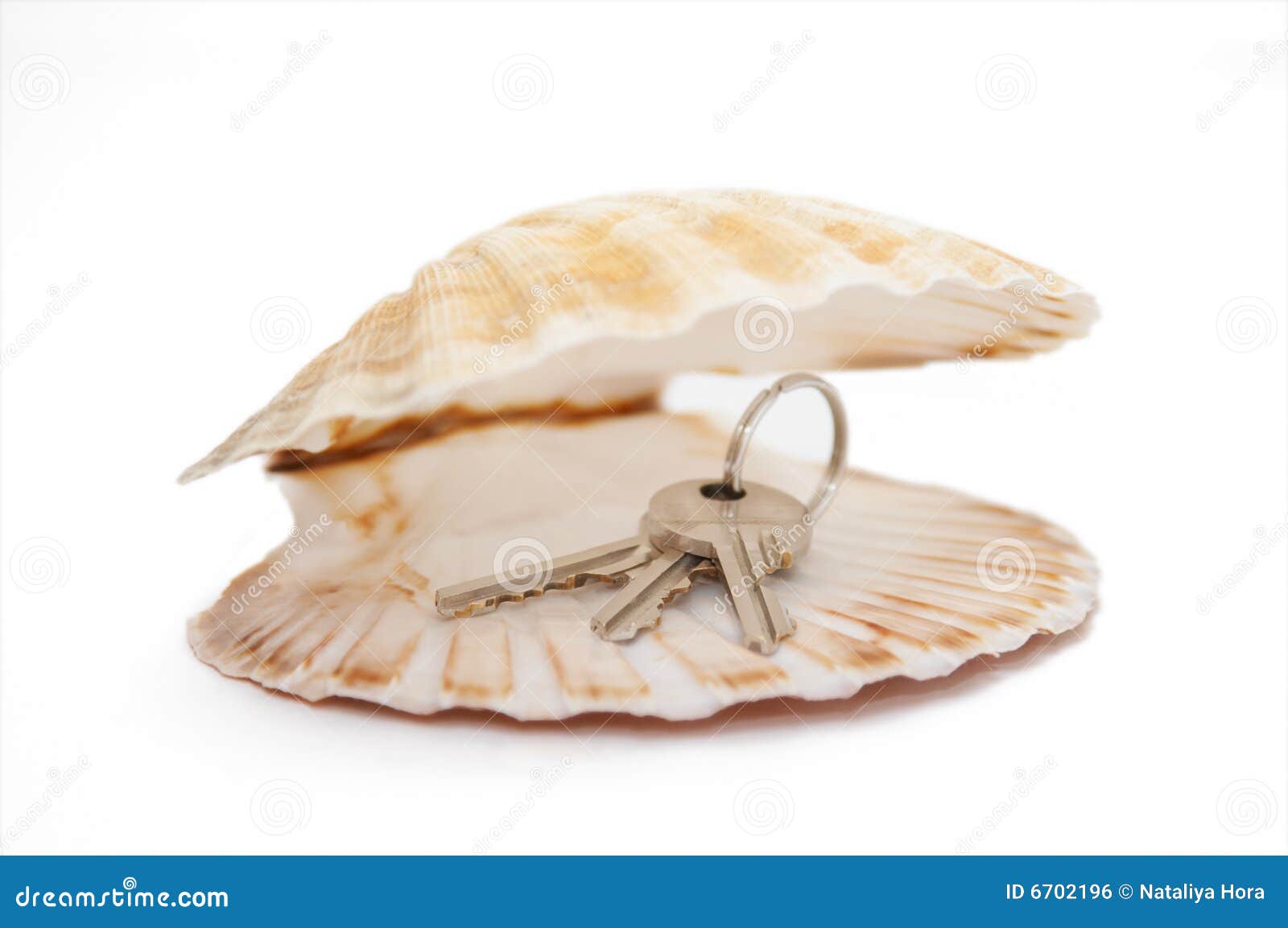 Open seashell with keys stock photo. Image of pearl, open - 6702196