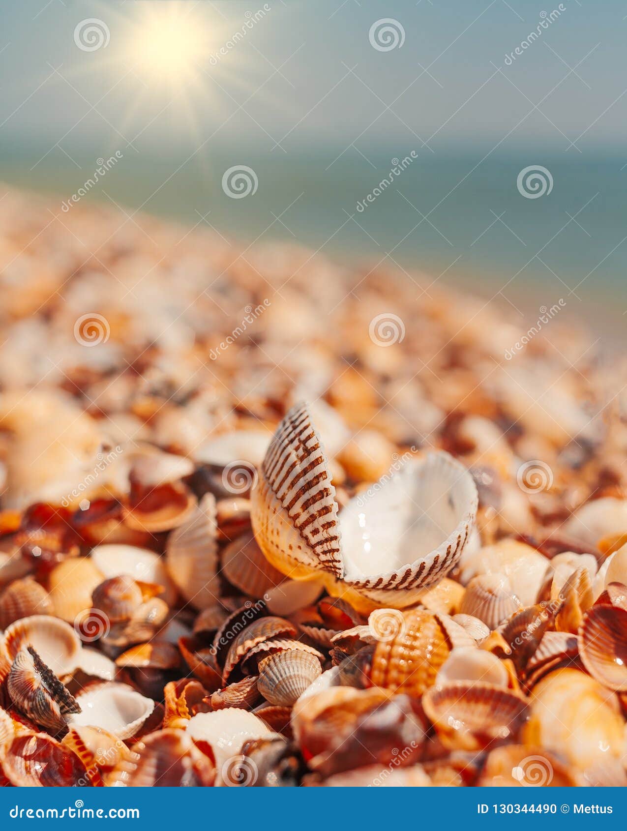 Open Seashell Lying on Sall Shells Cover in Front of Horizon Line with ...