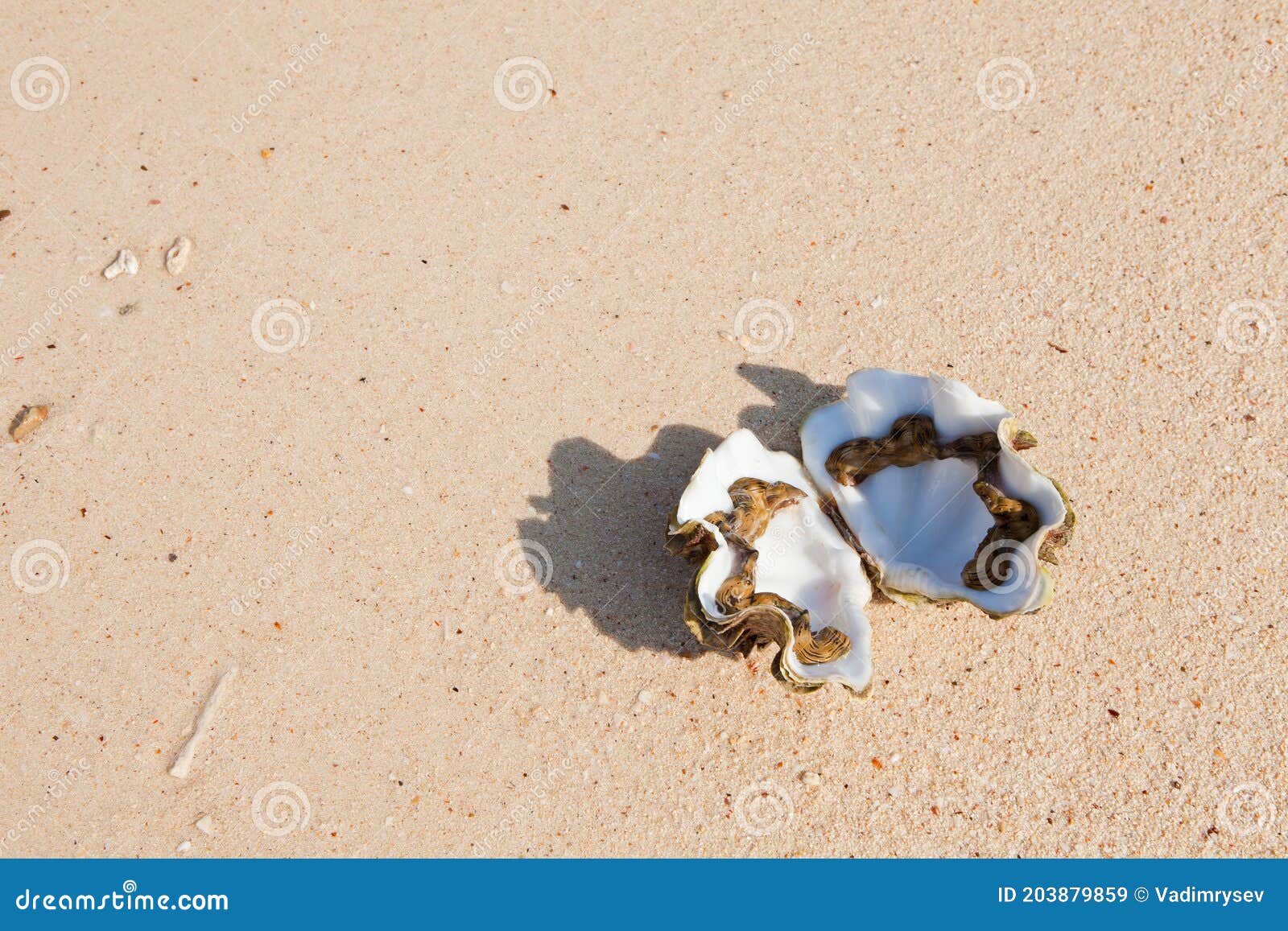 Open Seashell in the Sand on the Background of Beach Stock Image ...