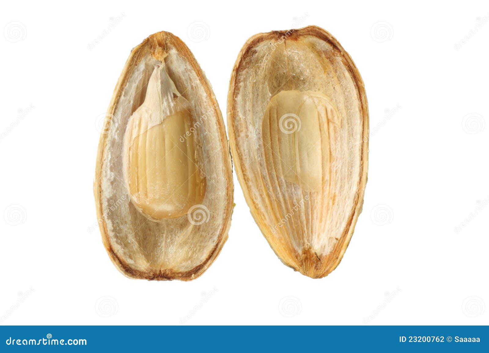 Open Seed Pod From Milkweed Plant Stock Photo | CartoonDealer.com ...