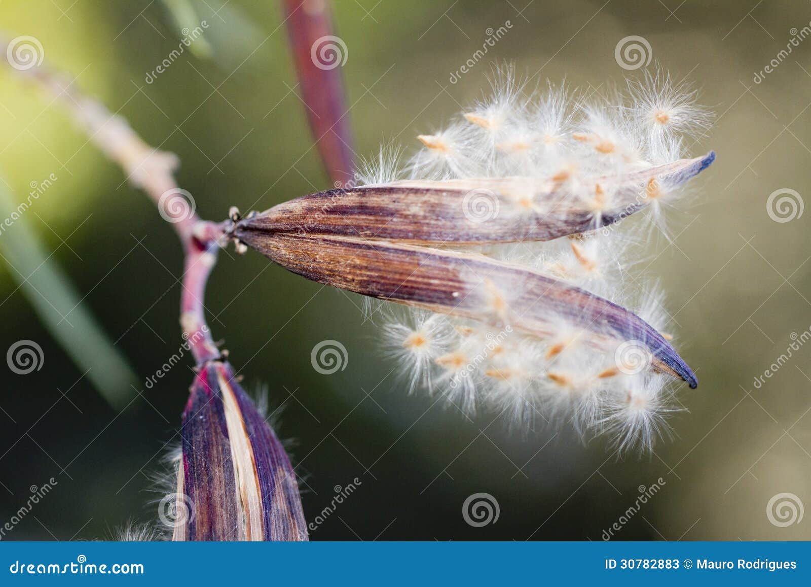Open Seed Pod From Milkweed Plant Stock Photo | CartoonDealer.com ...