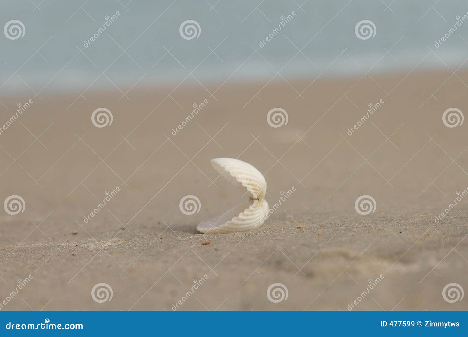 Open shell stock image. Image of closeup, tropical, animal - 477599
