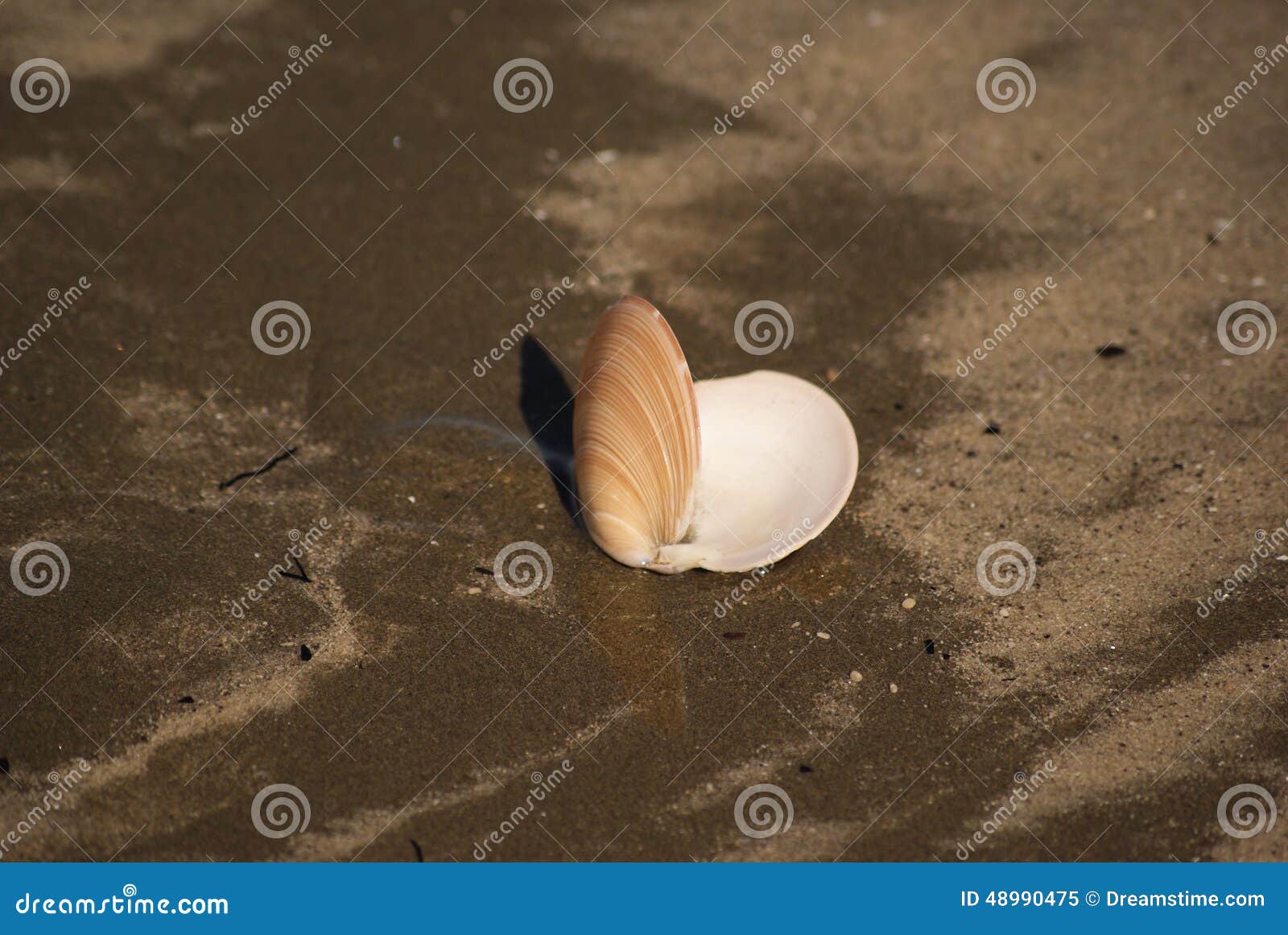 Open shell stock image. Image of seashell, inside, open - 48990475